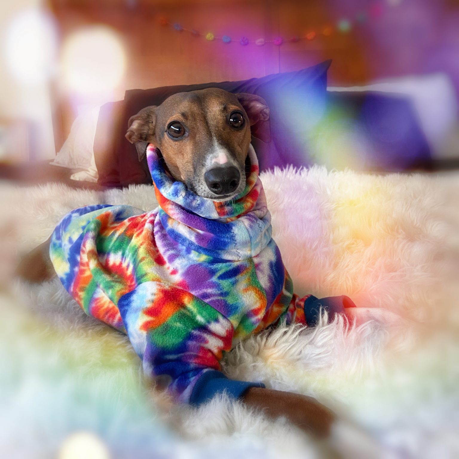 Wee Wear 4 Pets - Custom Made Pet Clothing